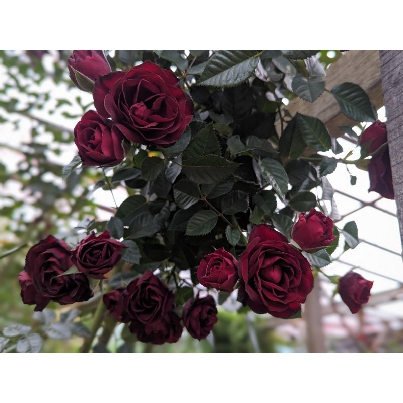 Keratan Bunga Rose type10 (1pcs) (free 1 atau 2 rondom keratan ros ...