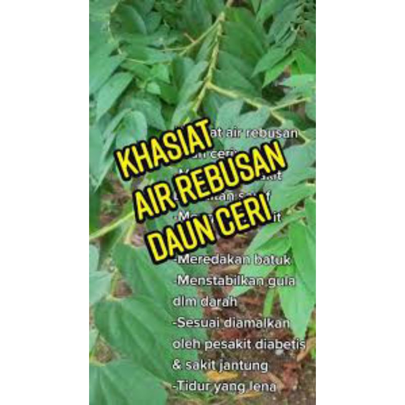 Daun Ceri Kampung 300gram | Shopee Malaysia