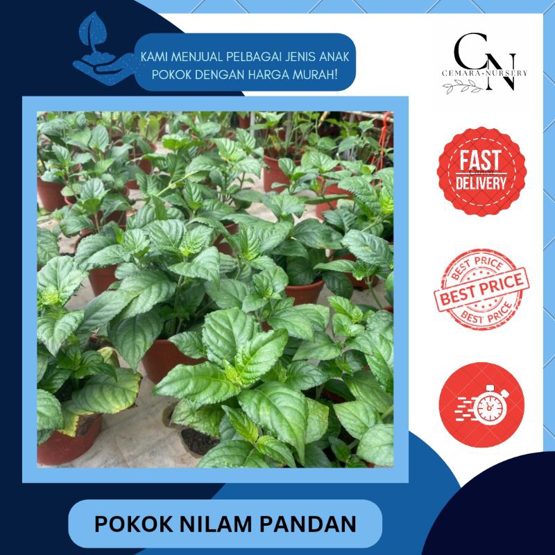 Cemara Nursery Pokok Nilam Pandan Patchouli Shopee Malaysia
