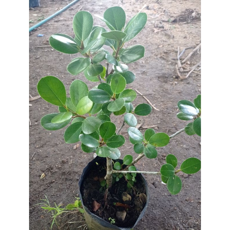 Ficus Nana I Dwarf Island Bonsai I Ficus Microcarpa | Shopee Malaysia