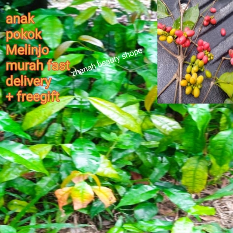 pokok anak melinjo Cantik sihat+ gift 🎁 | Shopee Malaysia
