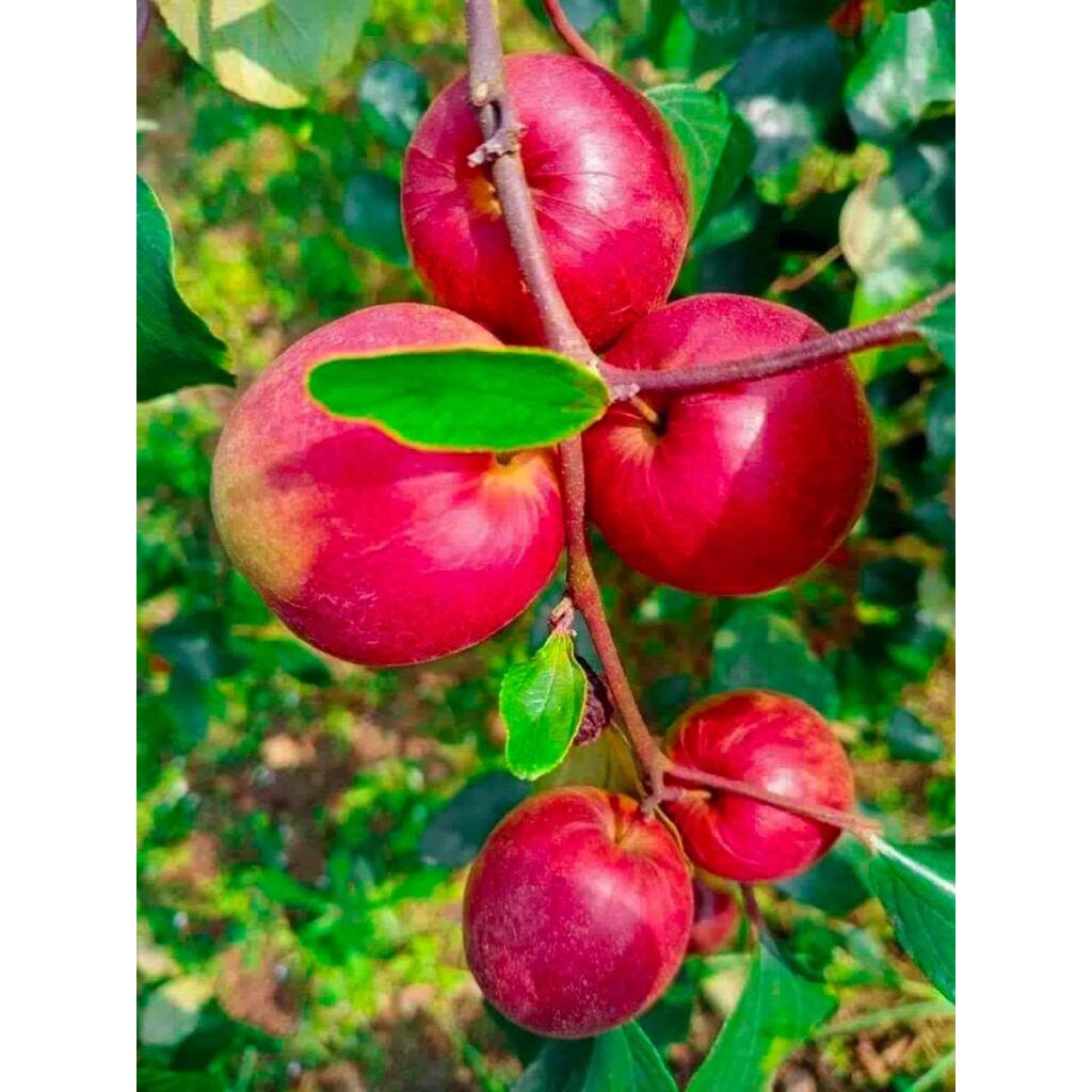 Pokok Bidara Epal Merah. Pokok Hybrid. bidara epal | Shopee Malaysia