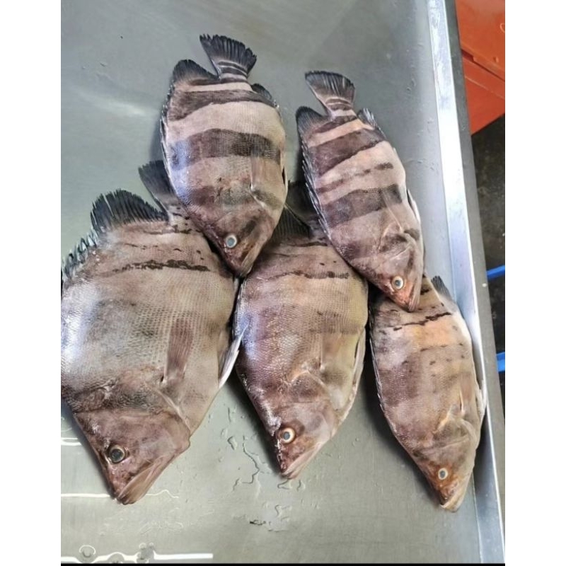 FRESH FROZEN Wild Tiger River Fish Sarawak / 河老虎 ( 3.2kg to 3.5kg ...