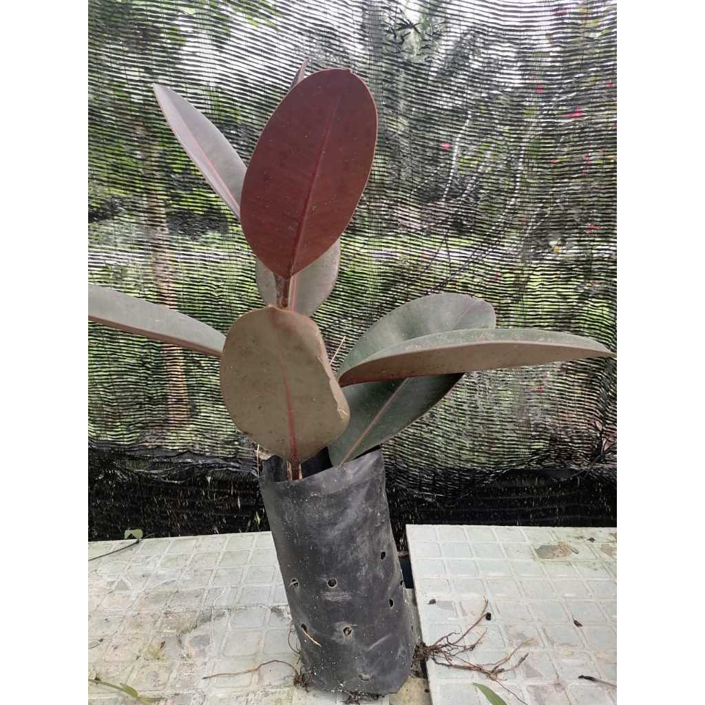 pokok rubber plant, ara kerbau (ficus elastica), pokok stabil dalam ...