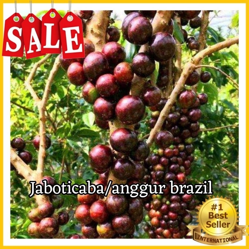 [LELONG] JABOTICABA/ANGGUR BRAZIL VARIEGATED RARE LELONG!!! (AEG ...