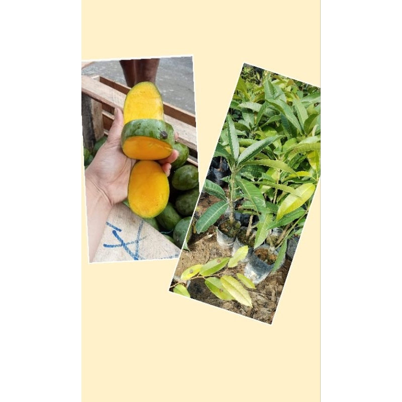 Pokok Kuini Hibrid cepat berbuah | Shopee Malaysia