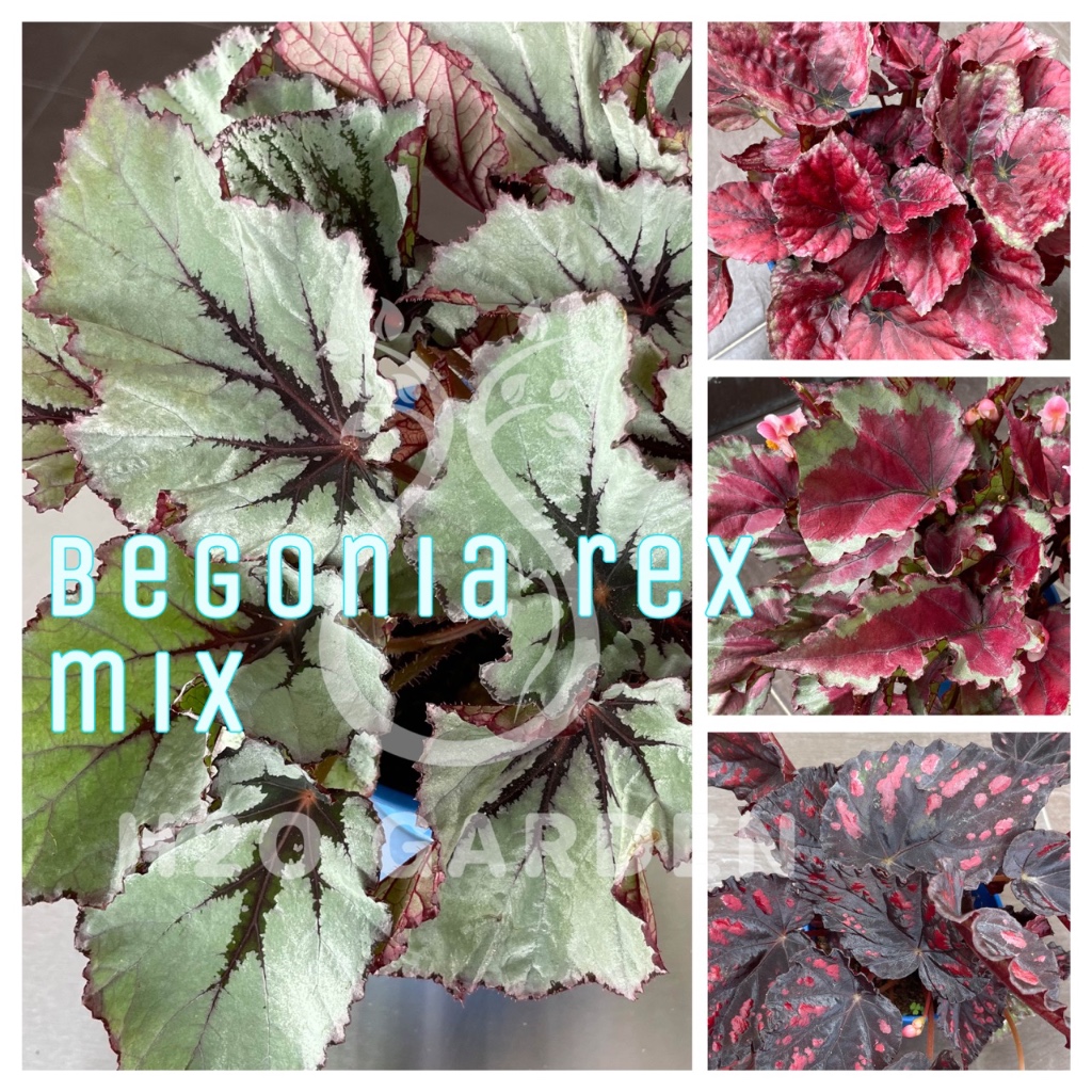H2O - Begonia Rex Mix / 蟆叶秋海棠 / Asam Batu / Pokok Hiasan / Live Plant ...