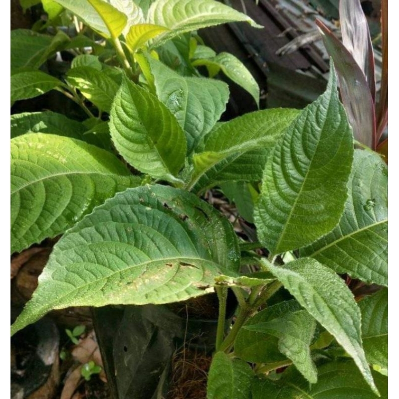 keratan batang ketum ayam | Shopee Malaysia