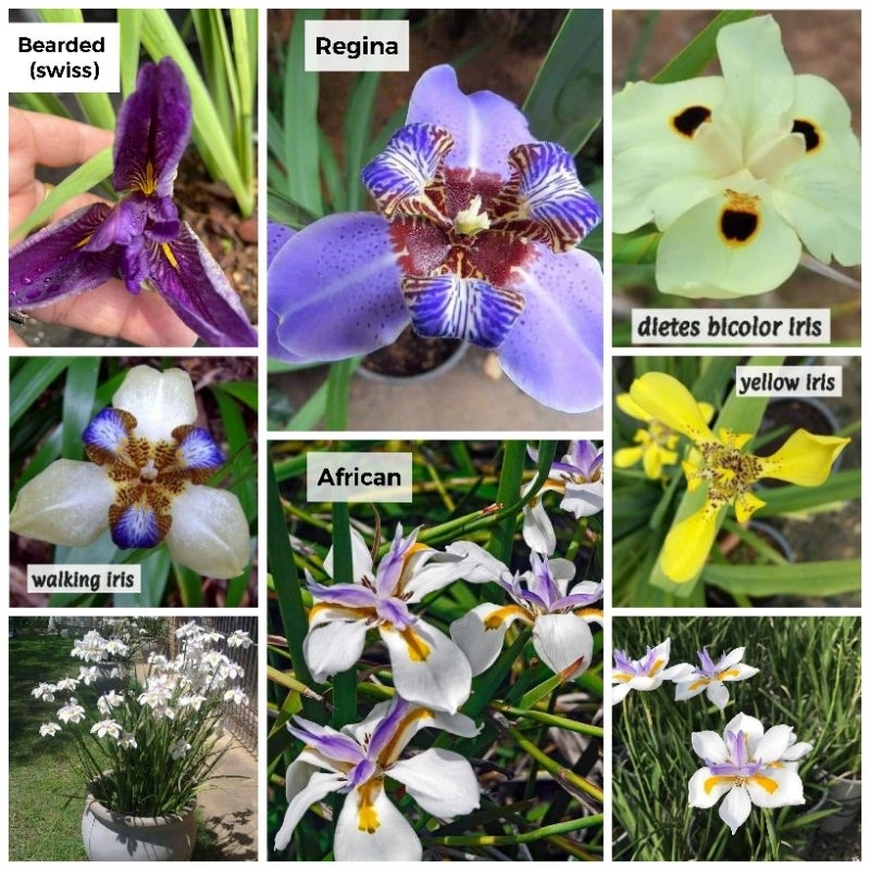 Pokok Bunga Iris Neomarica caerulia regina gracilis african bearded ...
