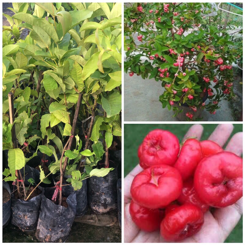 Anak pokok jambu bertih merah | Shopee Malaysia