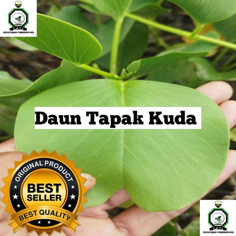 Daun pokok Tapak Kuda untuk perubatan 🔥💯 Ready stock ( 1 pack 30 helai ...