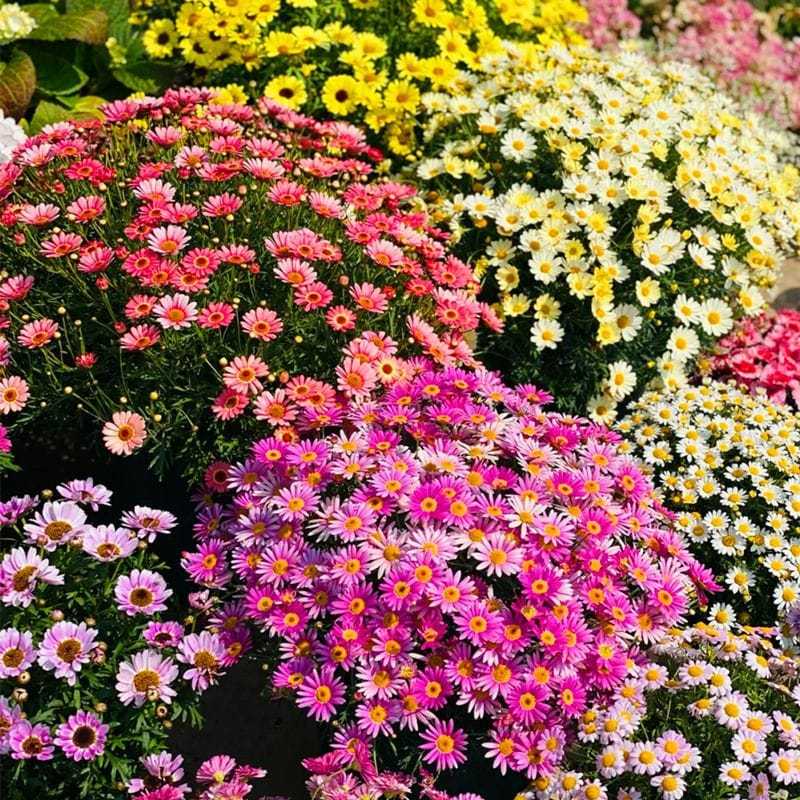 SEEDS Biji Benih Daisy Bunga Dwarf 100+5 ☆ Fairy Daisy Seeds ☆ Little ...