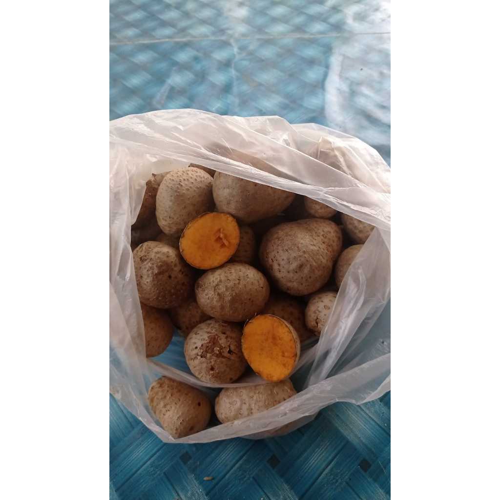 POTATO AIR | UBI TOM | UBI TUM | KENTANG ANGIN | UBI TAKUT BABI | POKOK ...