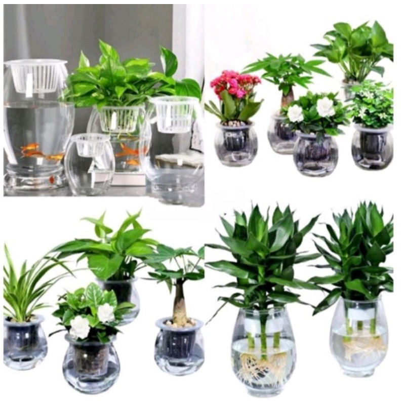 TRANSPARENT PLASTIC WATER POT FISH TANK PASU PLASTIK HYDROPONIC ...