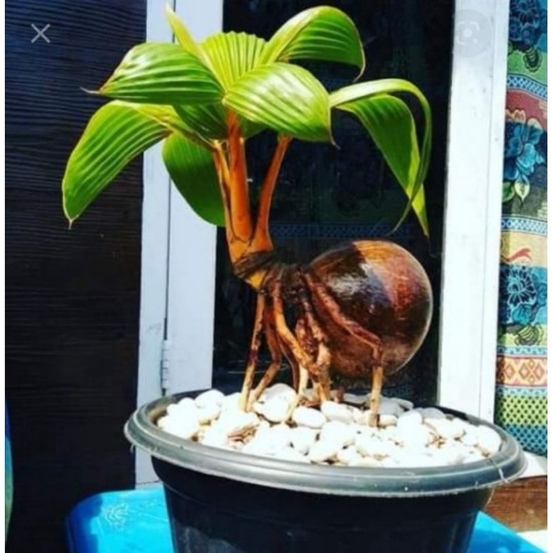 ANAK POKOK KELAPA EMAS UNTUK BONSAI DAN LANSKAP | Shopee Malaysia