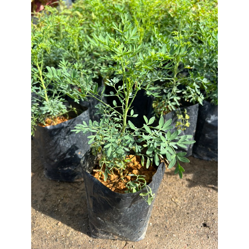 Garuda @ Pokok Busuk Tahan Panas Direct Sunlight dalam polybag | Shopee ...