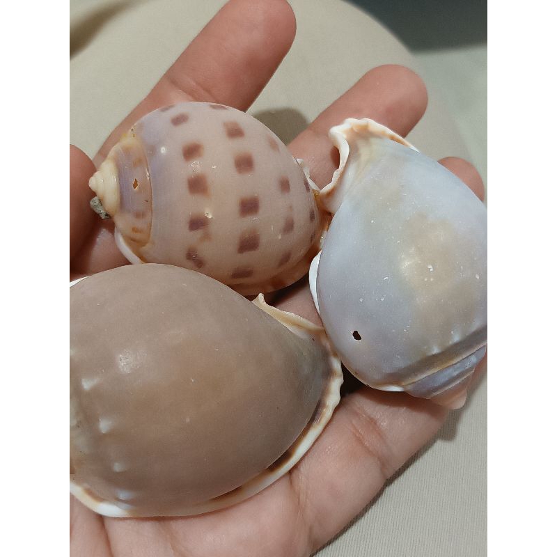 CENGKERANG LAUT ASLI PER 30G | Shopee Malaysia