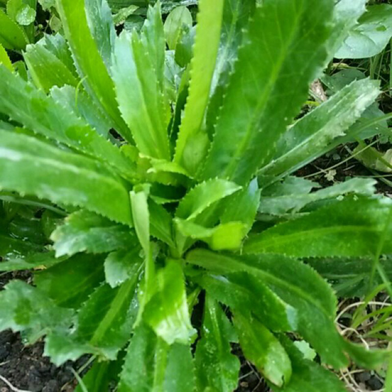 1 pot Cilantro / Ketumbar Jawa / Eryngium Foetidum 150mm Pot Edible ...