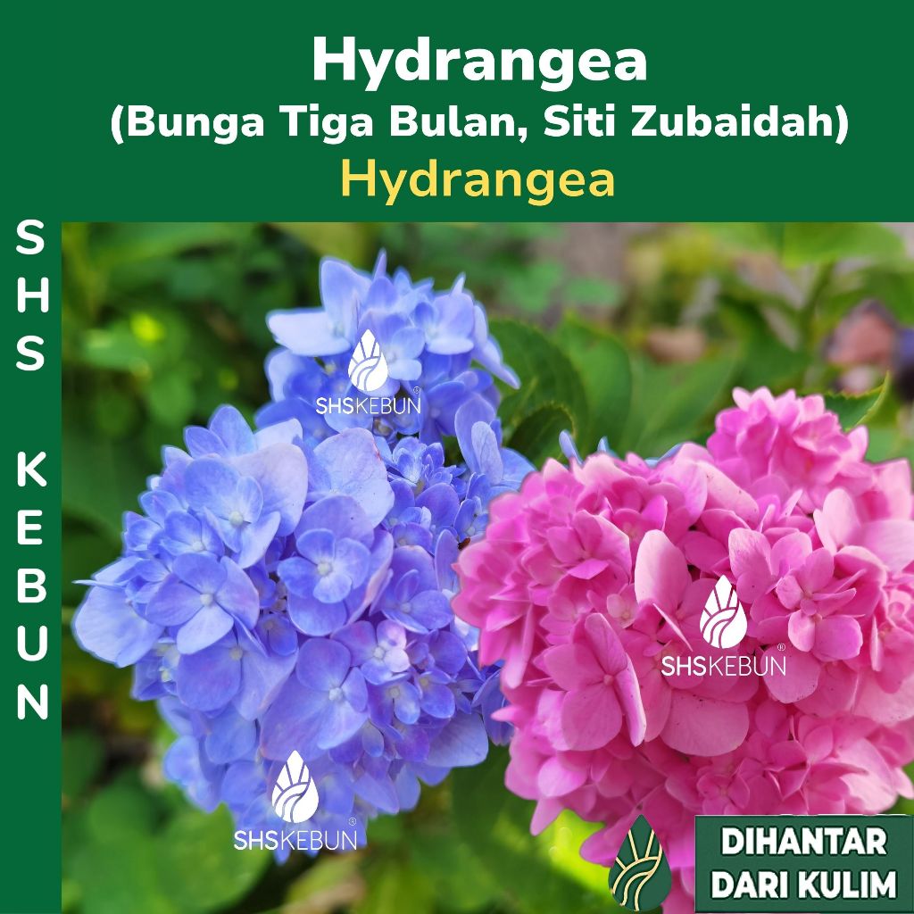 Pokok Bunga Hydrangea Live Plant Bunga Tiga Bulan Siti Zubaidah Outdoor ...