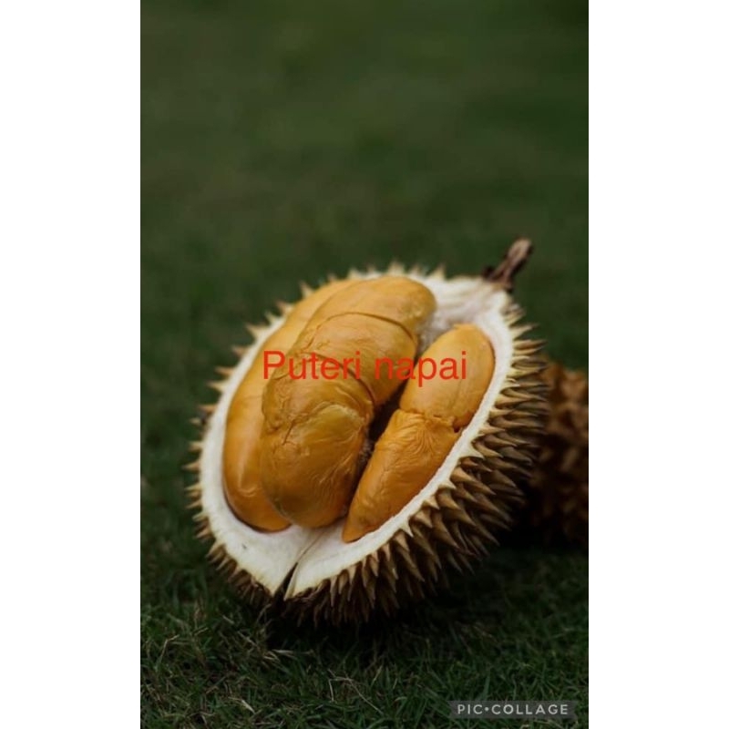 Pokok Durian Rare Bunga Merah Puteri Napai💥💥💥 | Shopee Malaysia