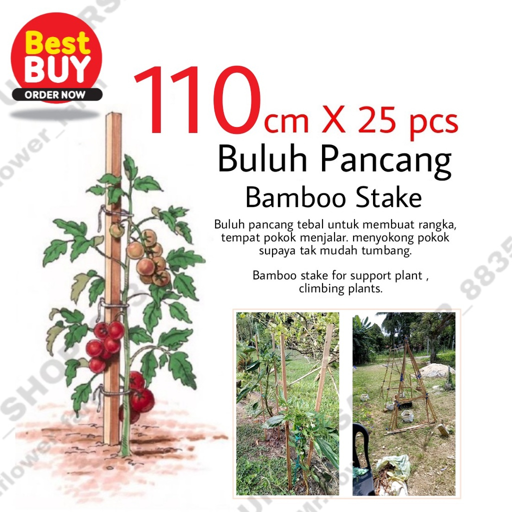 110cm X 25pcs bamboo staking / Bamboo stick /Batang buluh pancang ...