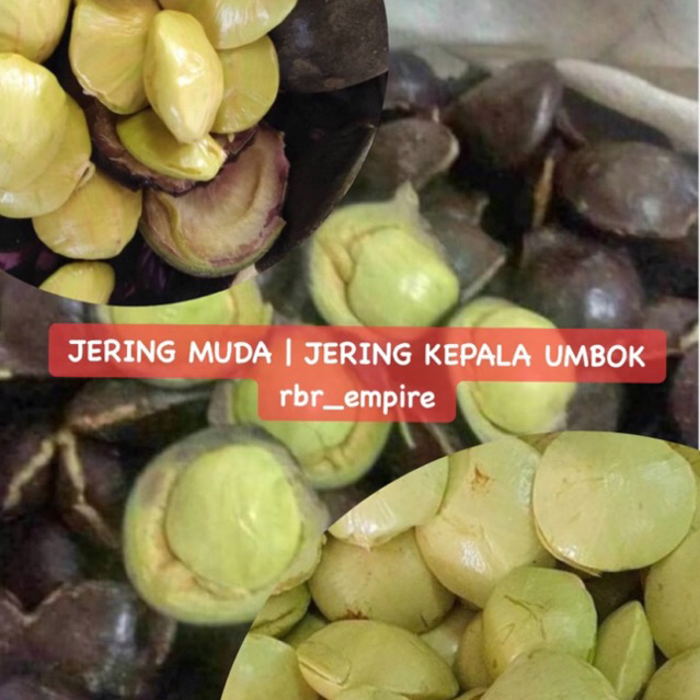JERING MUDA | JERING KEPALA UMBOK | JENGGOL | BUAH JERING / JERING ...