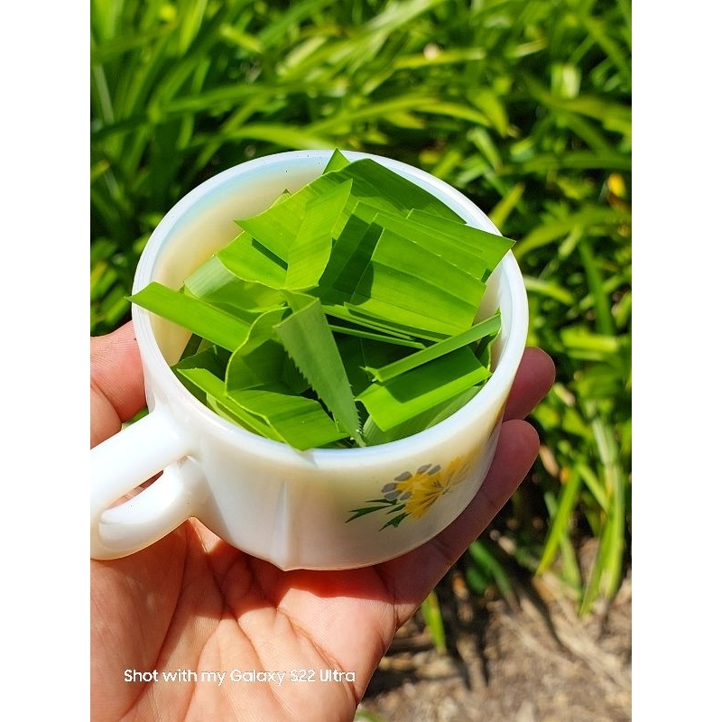 Daun Padan Potong 100gm fresh - order baru potong. | Shopee Malaysia