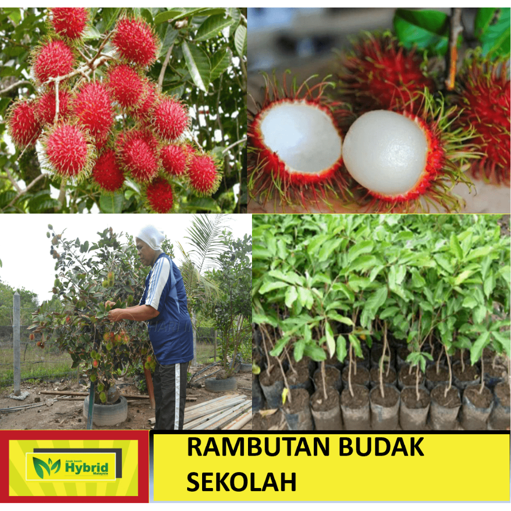 Anak Pokok Rambutan Budak Sekolah🔥HYBRID 🔥 | Shopee Malaysia