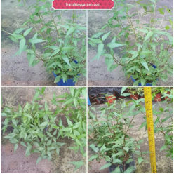 Anak Pokok (Bushy) Daun Kesum / Daun Laksa(Herb Edible Live Plant ...