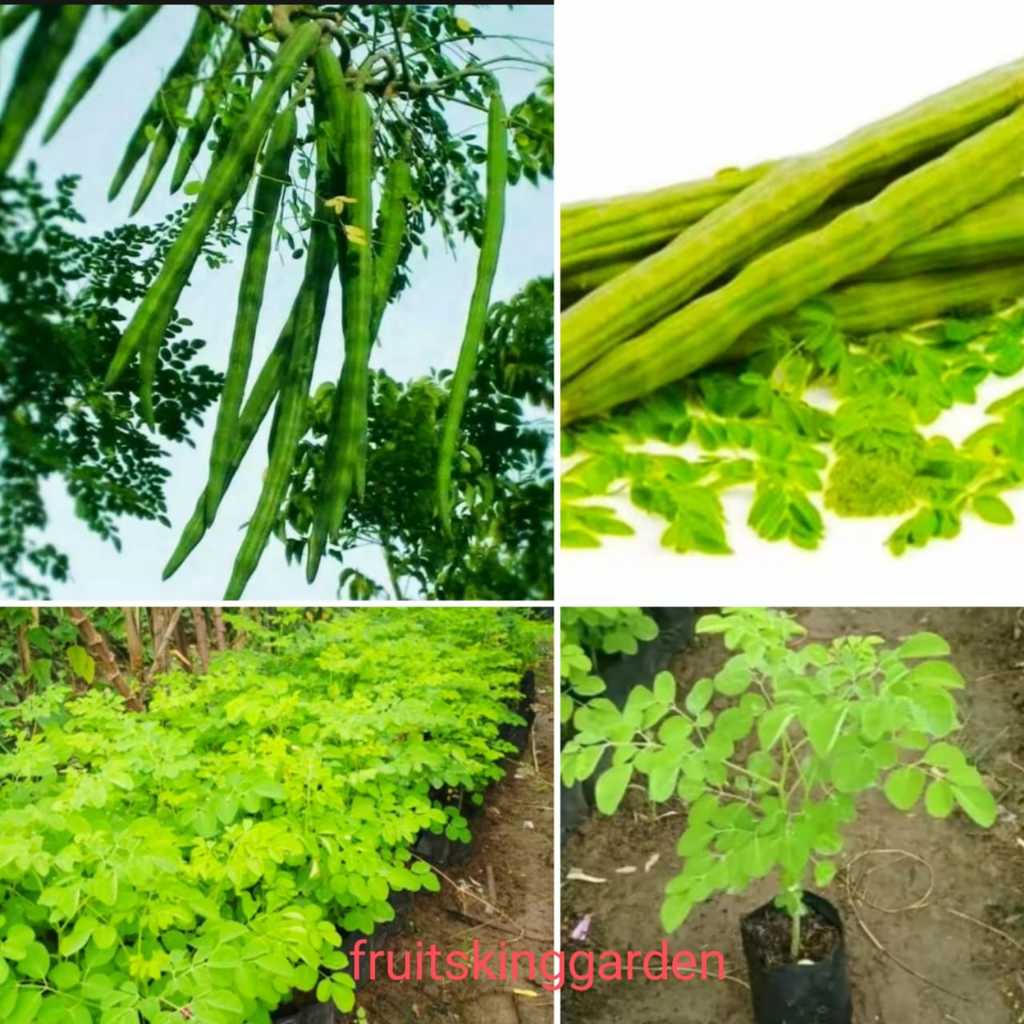 ANAK POKOK KELOR/MORINGA(Herb Edible Live Plant)" | Shopee Malaysia