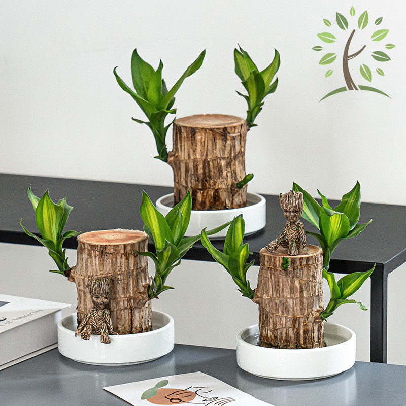 Berjaya Plant Nursery - Dracaena/Lucky Wood/巴西木/幸运木(Pokok Bunga Hidup ...