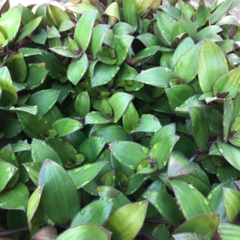 100 GRAM Daun Pokok Telinga Kera ( Daun Fresh ) untuk merawat penyakit ...