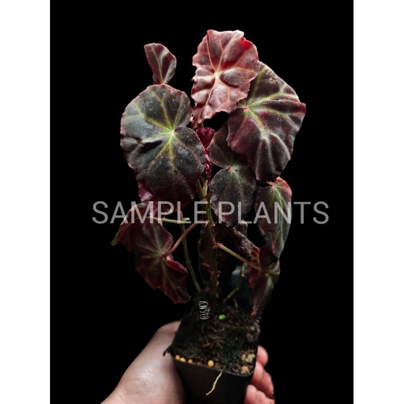 Begonia rubida (rare) | Shopee Malaysia