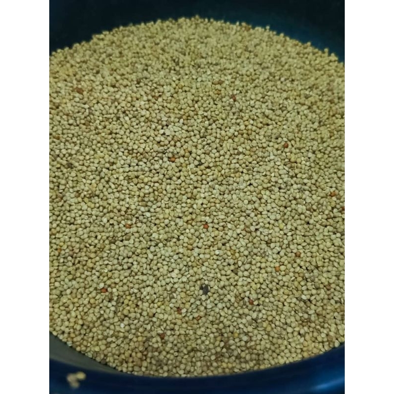 makanan(millet finch) spray millet putih hancur,1kg khas untuk burung ...