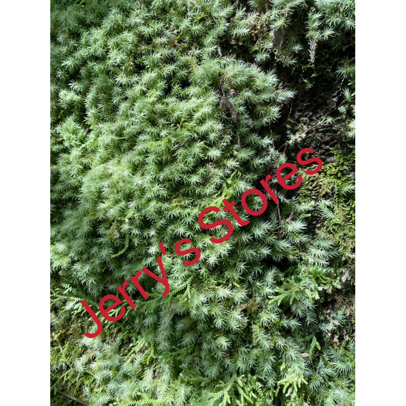 ( 8cm x 8cm ) moss / moss live plant / lumut hidup / 苔藓 / 水苔 | Shopee ...