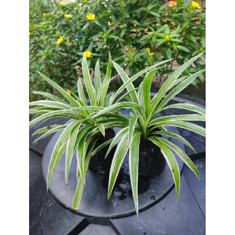 pokok bunga Spider Plant. pokok hiasan indoor. | Shopee Malaysia