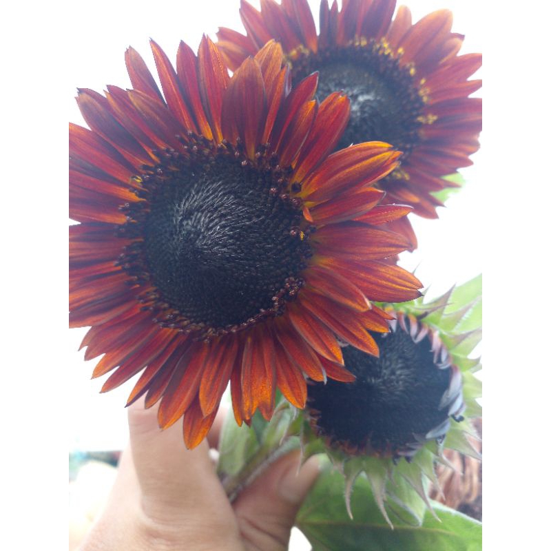 Anak pokok bunga matahari red velvet queen | Shopee Malaysia
