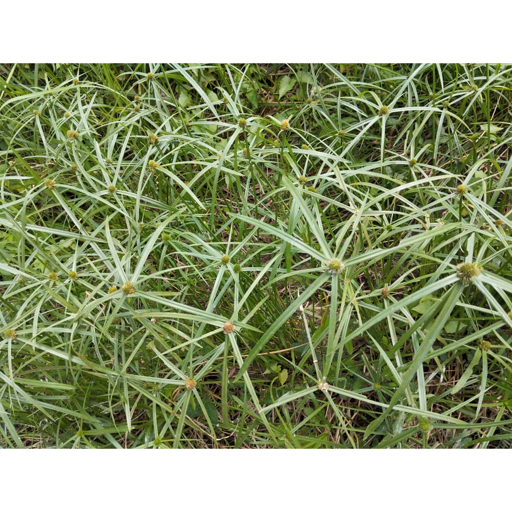 RUMPUT HELIKOPTER RUMPUT KUCING RUMPUT KUCING BUNGA PUTIH | Shopee Malaysia