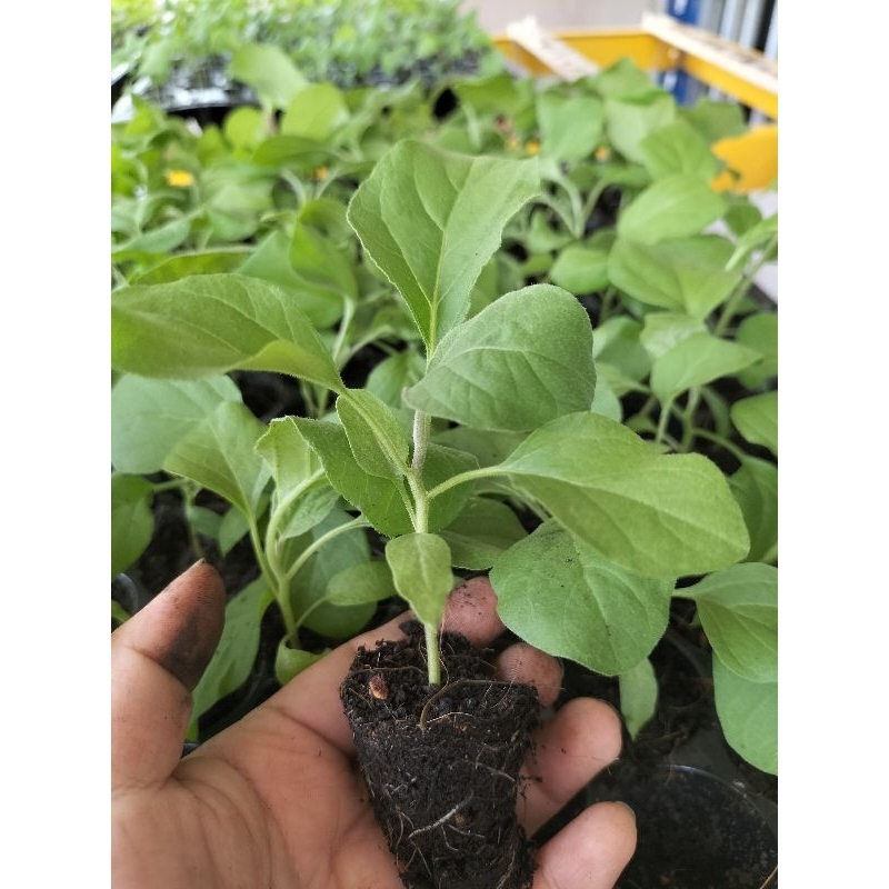 Anak pokok terung mini 313 (Ready stock) | Shopee Malaysia