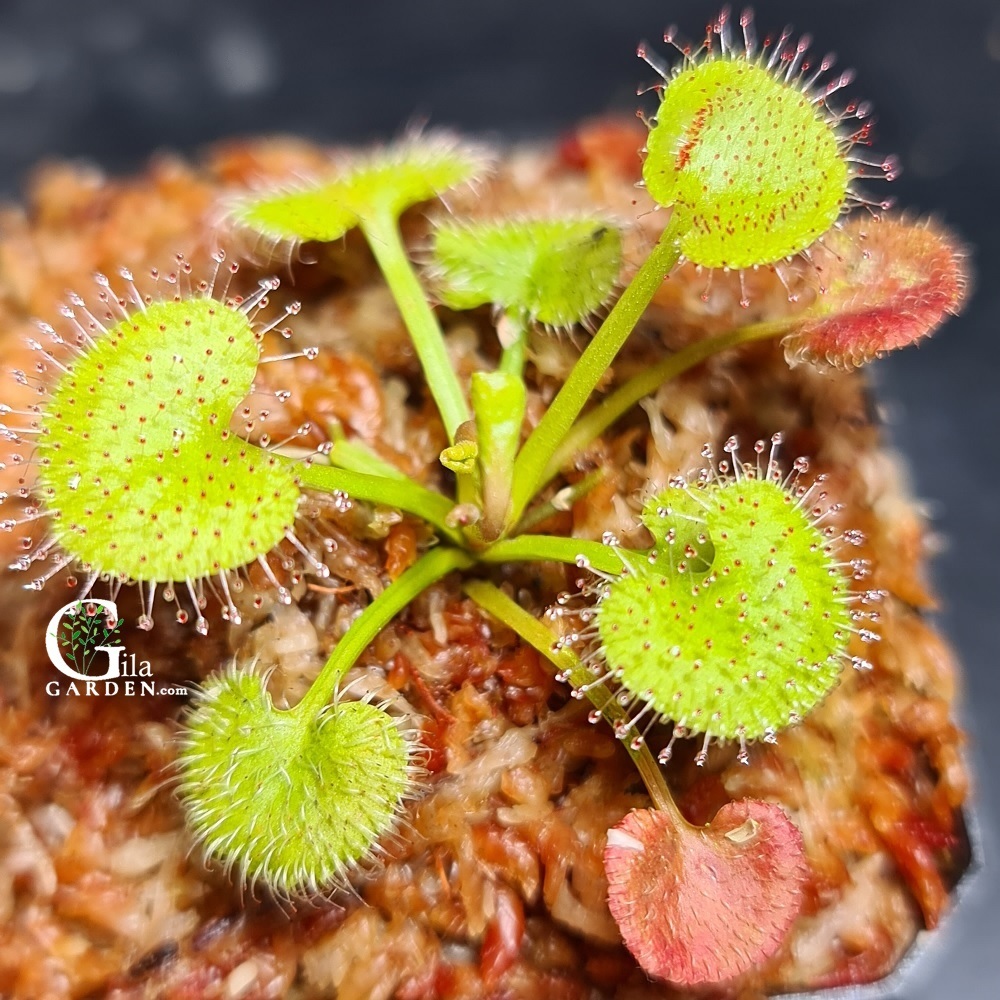 Drosera Prolifera [Drosera][Carnivorous Plants][GILAGARDEN] Tumbuhan ...