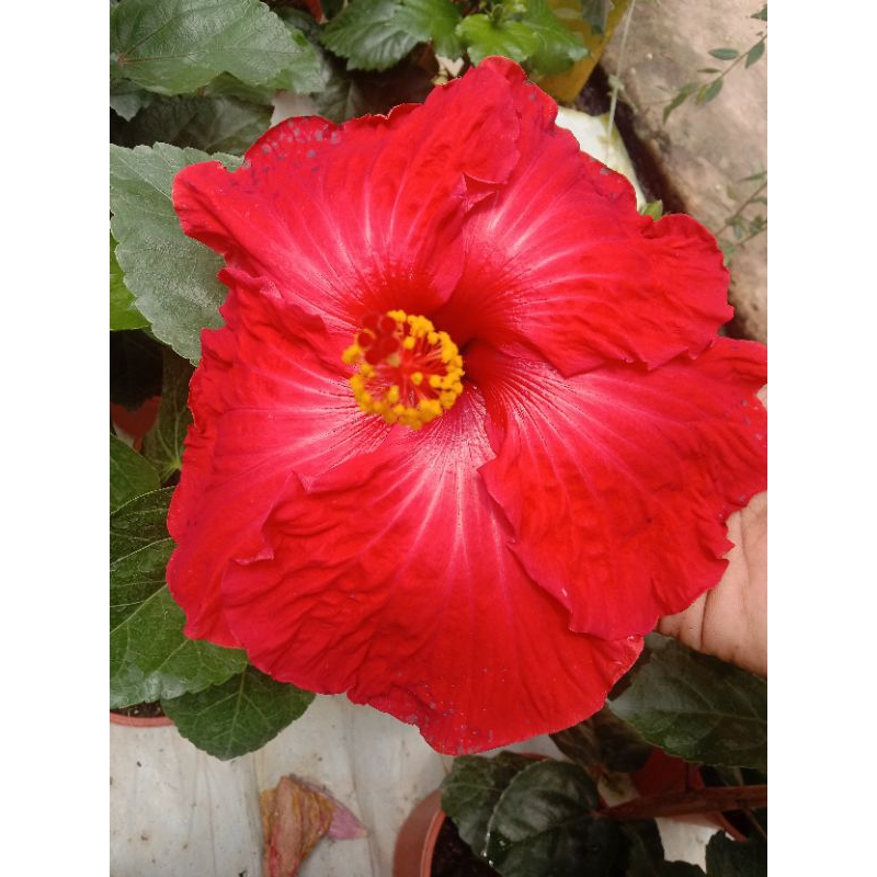 🔥🔥Bunga Raya Hybrid No.35🔥🔥 | Shopee Malaysia