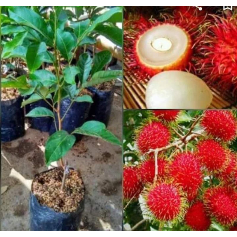 ANAK POKOK RAMBUTAN SEKOLAH | Shopee Malaysia
