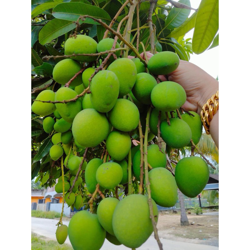 MANGGA FRESH / PUTIT PAUH / PAUH RINGAN / PAUH LEMAK MANIS / ASAM ...