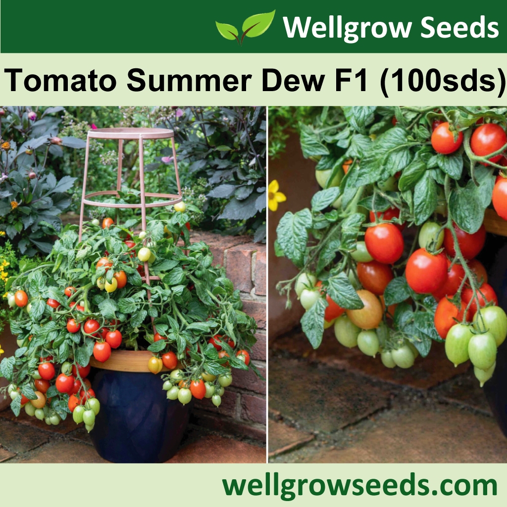 Tomato Summer Dew F1 (100sds) 番茄:夏露 Determinate Vegetable Seeds ...