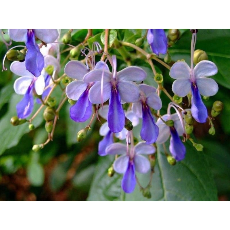 Pokok Bunga Clerodendrum ugandense blue butterfly rerama rama rama ...