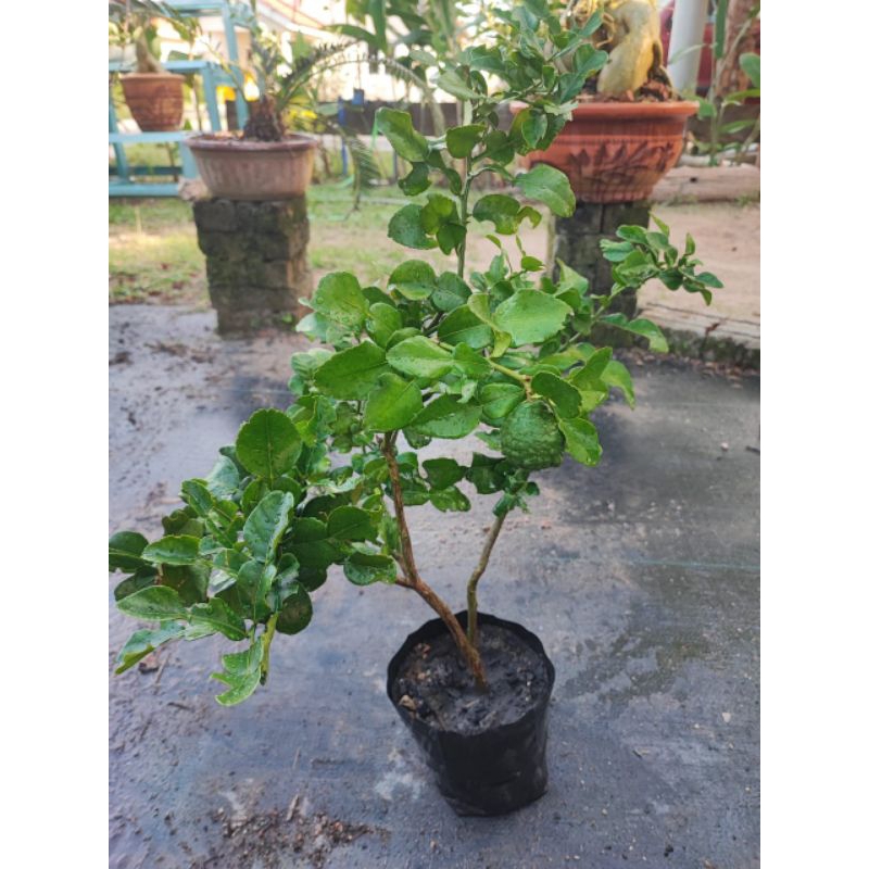Pokok Limau Purut waranti berbuah(pokok tut ) | Shopee Malaysia