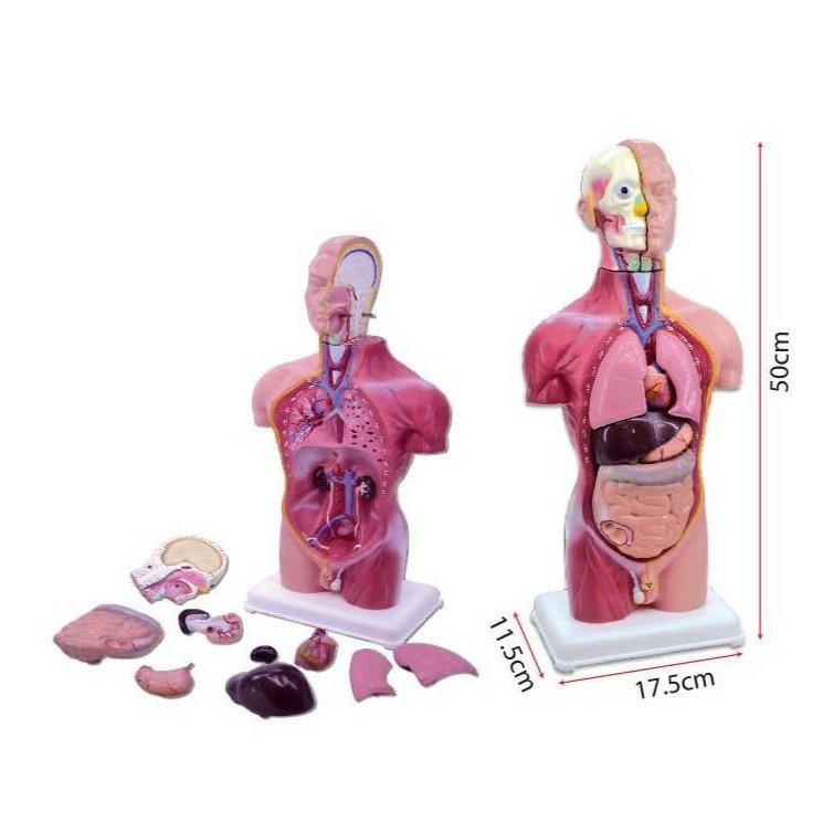 MODEL OF HUMAN TORSO (S)/MODEL MANUSIA/ORGAN MANUSIA/ALATAN MAKMAL ...