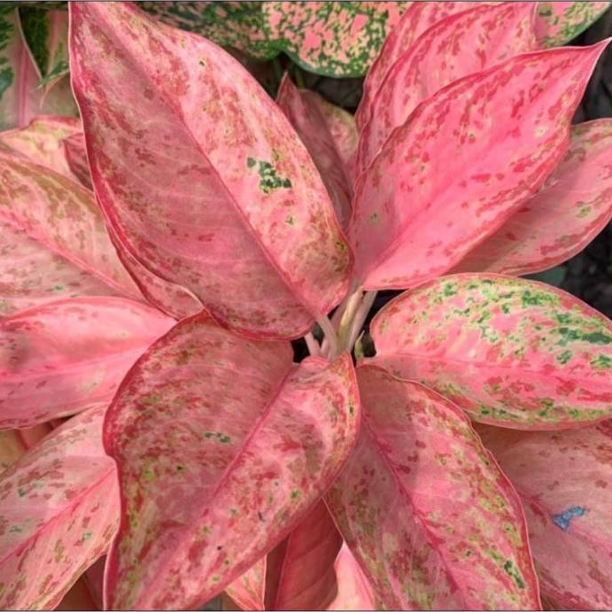 [MCUF] Aglaonema Sexy Lia live plant suitable for Indoor or outdoor ...