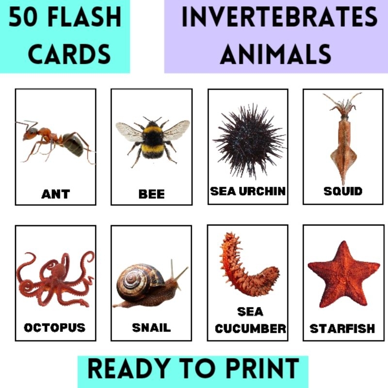 PDF Invertebrates Animals 50 Flashcards Editable Printable Preschool ...