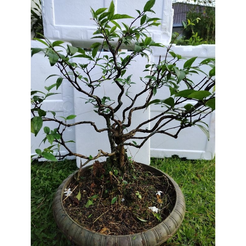 Bonsai jeliti#造型香水梅盆栽#Real live plants#植物# | Shopee Malaysia
